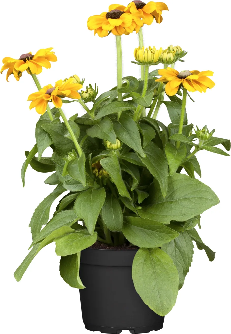 Blumen kaufen bei OBI